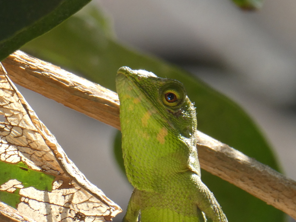 Southeast Asian Green Forest Lizards from Lembang, West Bandung Regency ...