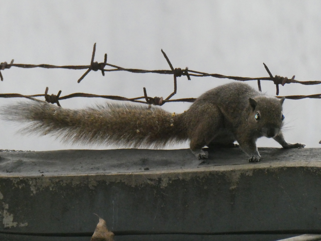 Plantain Squirrel from Lembang, West Bandung Regency, West Java ...