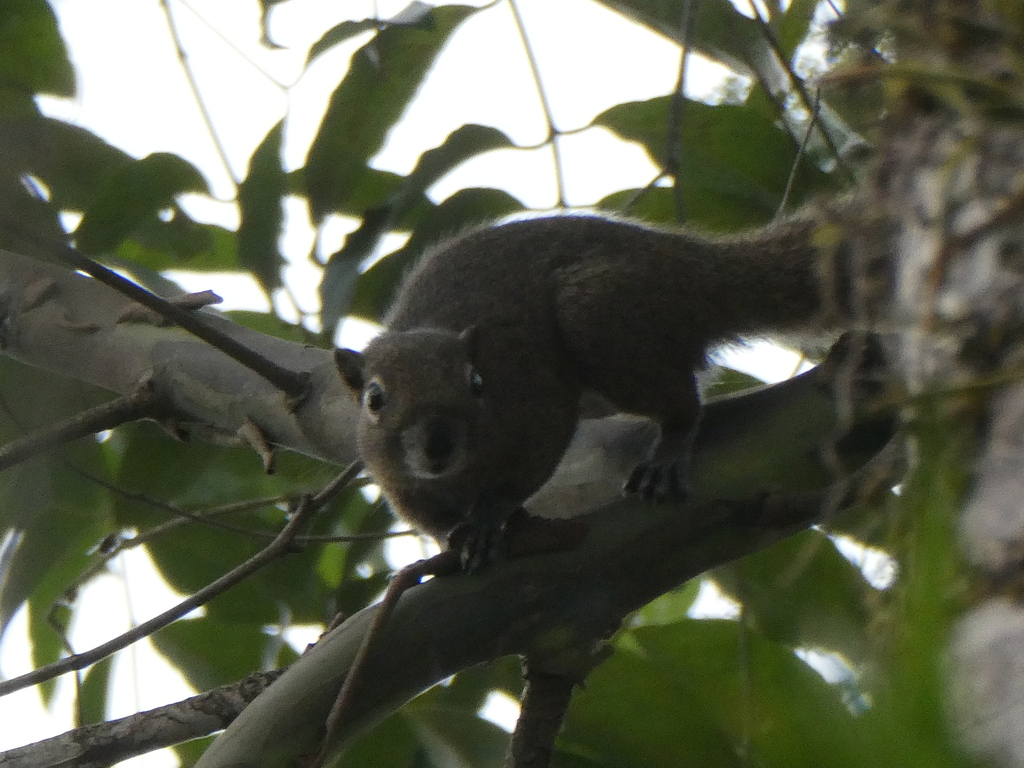 Plantain Squirrel from Lembang, West Bandung Regency, West Java ...