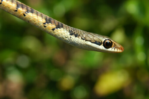 Common Bronzeback Tree Snake (Dendrelaphis tristis) - Snakes and Lizards