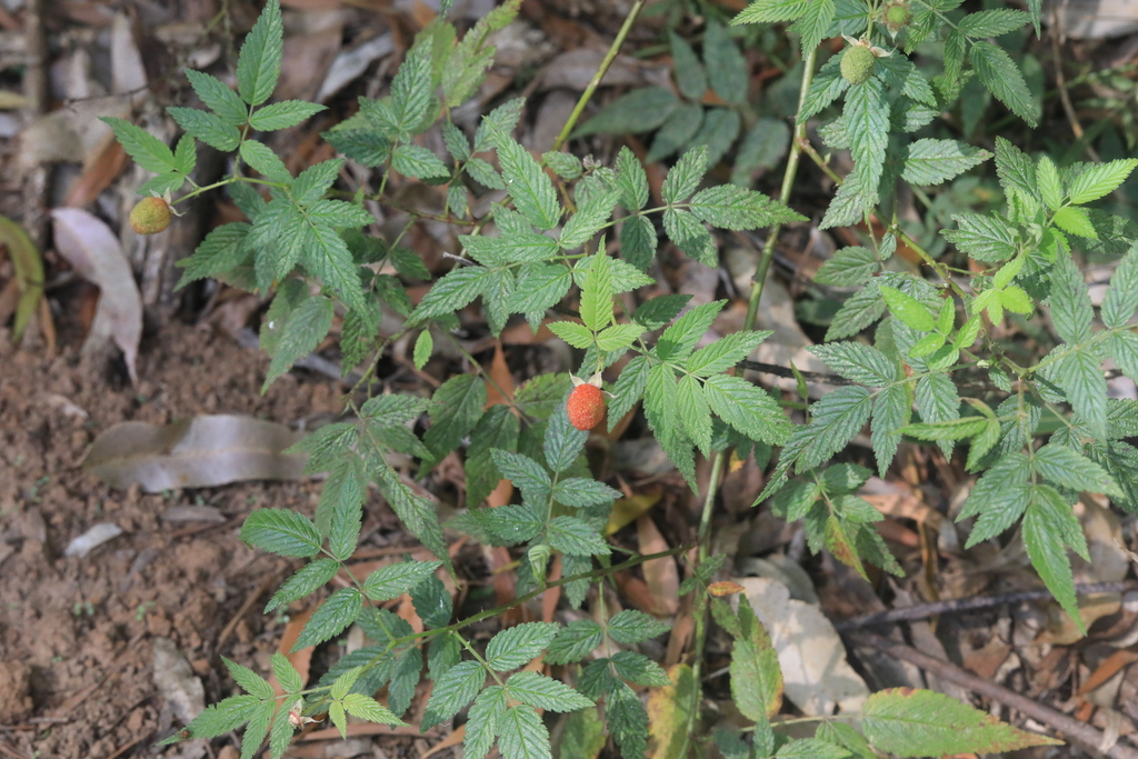 roseleaf bramble from Valery NSW 2454, Australia on October 24, 2024 at 02:19 PM by Adrian Gale ...