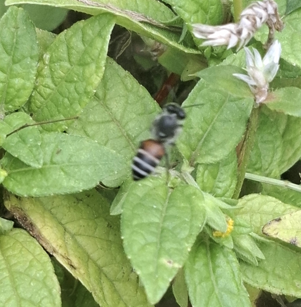 Red Dwarf Honey Bee from Maharagama, Maharagama 10280, Sri Lanka on ...