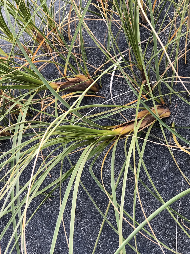 Pingao from 4678, Kaupokonui, Taranaki, NZ on July 10, 2019 at 12:39 PM ...