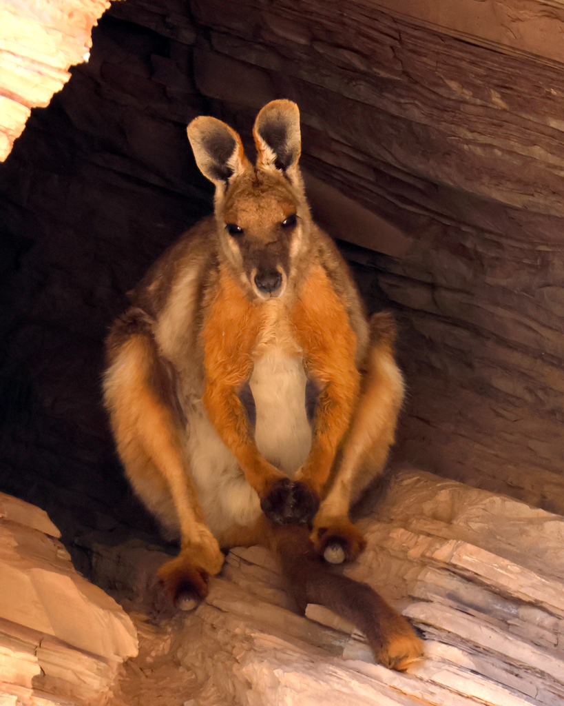 Yellow-footed Rock Wallaby from Flinders Ranges SA 5434, Australia on ...