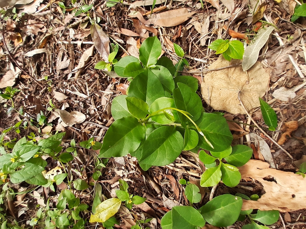Mignonette vine in October 2024 by fflurlfw. Invasive weed vine with ...