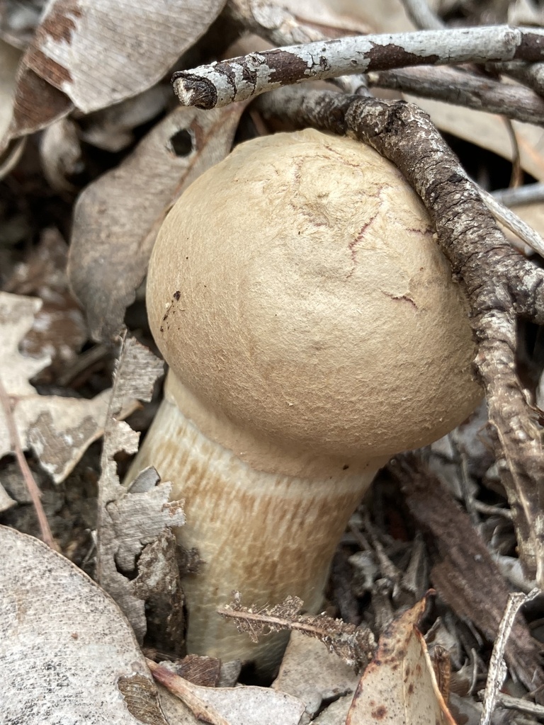 Boletellus from Bramley National Park, Bramley, WA, AU on October 25 ...
