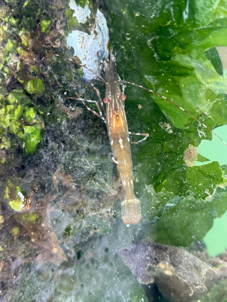 California Spot Prawn from Port of Newport Marina and RV Park, Newport ...