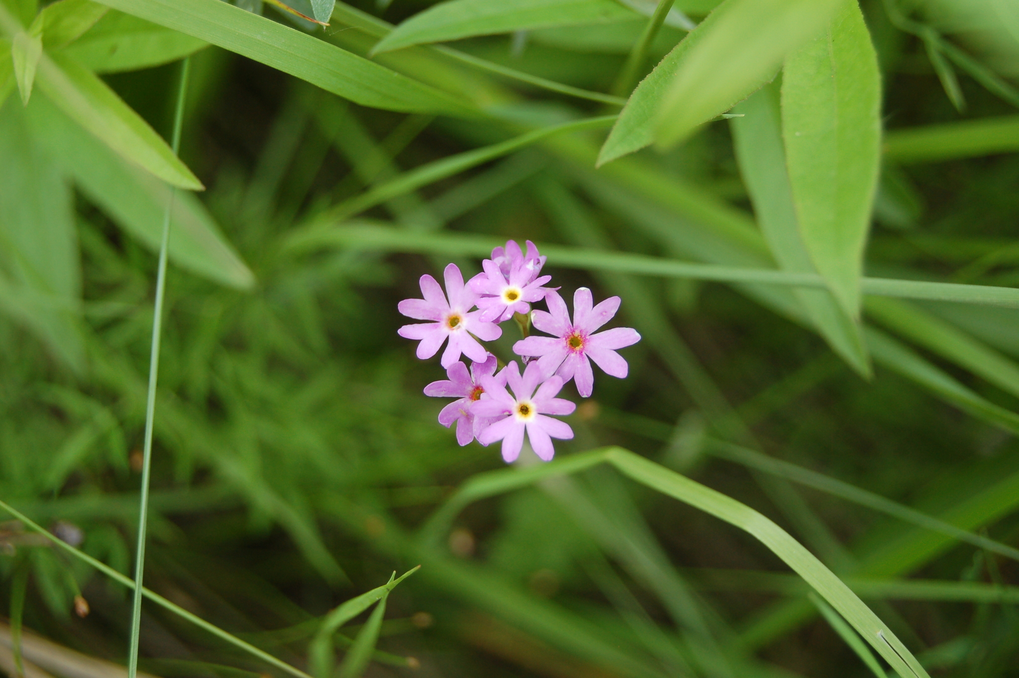 Primula longiscapa Ledeb.
