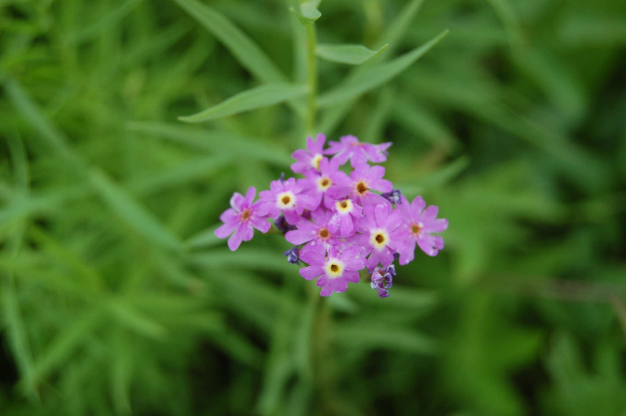 Primula longiscapa Ledeb.