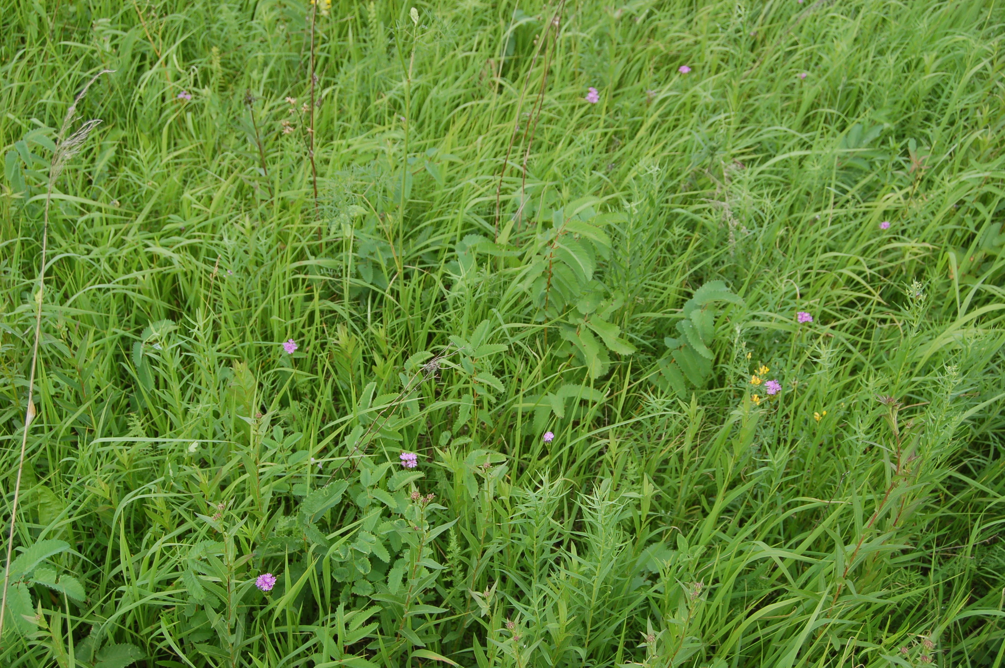 Primula longiscapa Ledeb.