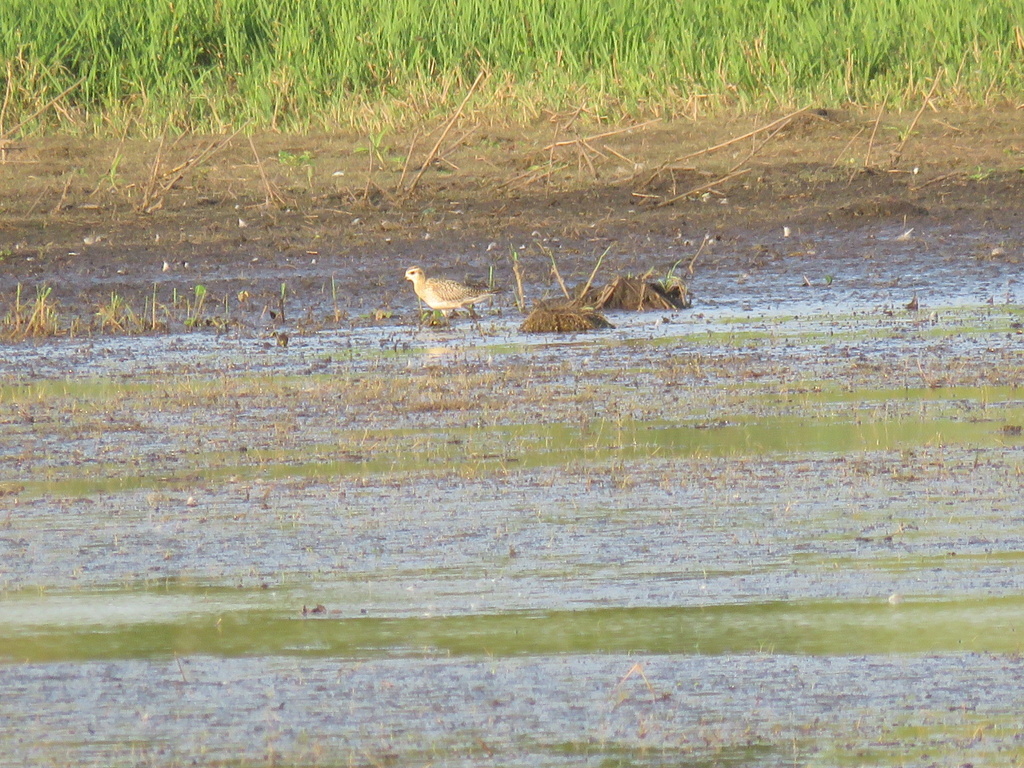 Pacific Golden-Plover from Knuckey Lagoons Conservation Reserve ...