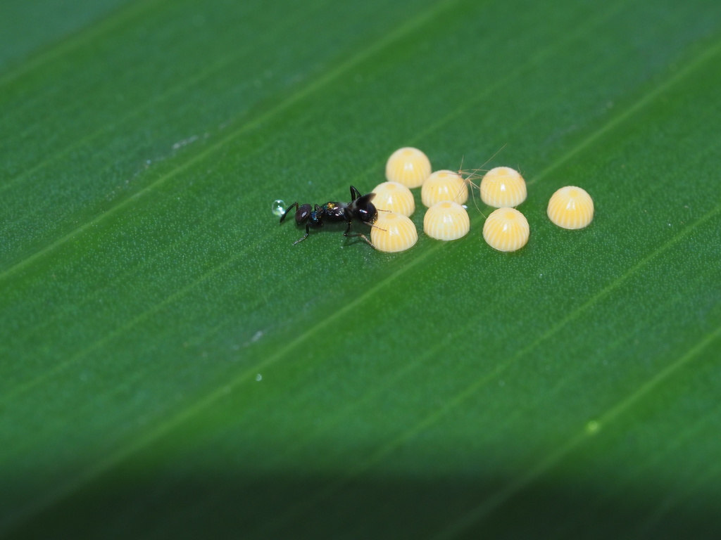 Rounded Palm-redeye from 426台灣台中市新社區 on July 9, 2019 at 08:02 AM by 羅忠良 ...