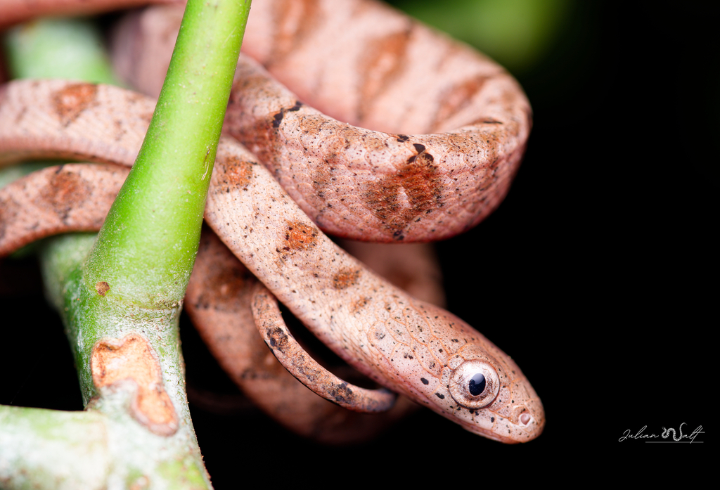 Powdered Tree Snake (Herpetofauna of the Upper Guinean Forest ...