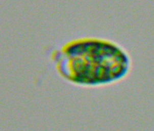 蓝隐藻属 (Chroomonas)