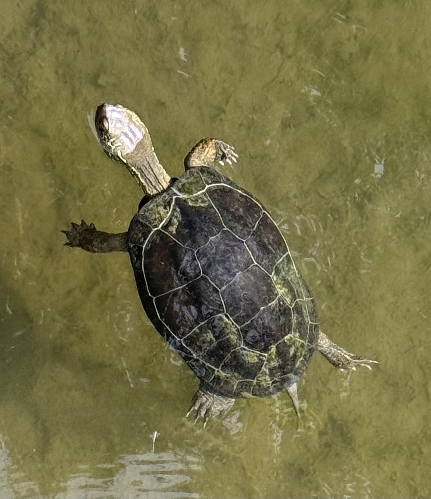 Chinese Pond Turtle from Ritsurin Garden, Takamatsu, Kagawa, JP on ...