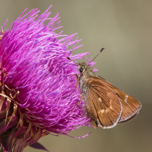 Snow's Skipper (Paratrytone snowi) · iNaturalist
