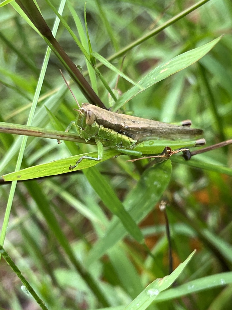Chinese rice grasshopper in October 2024 by Nakatada Wachi · iNaturalist