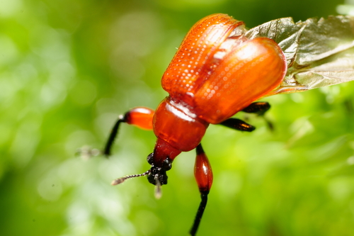 Henicolabus lewisi · iNaturalist