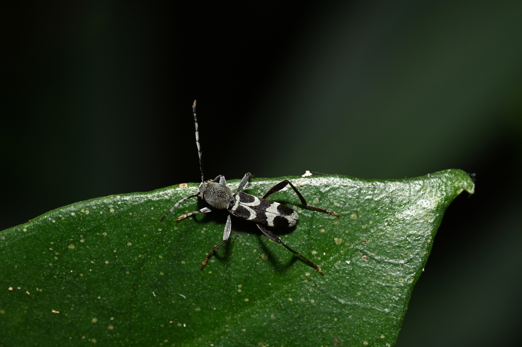 Perissus from 中国广西壮族自治区崇左市江州区 on October 25, 2024 at 12:08 PM by ...