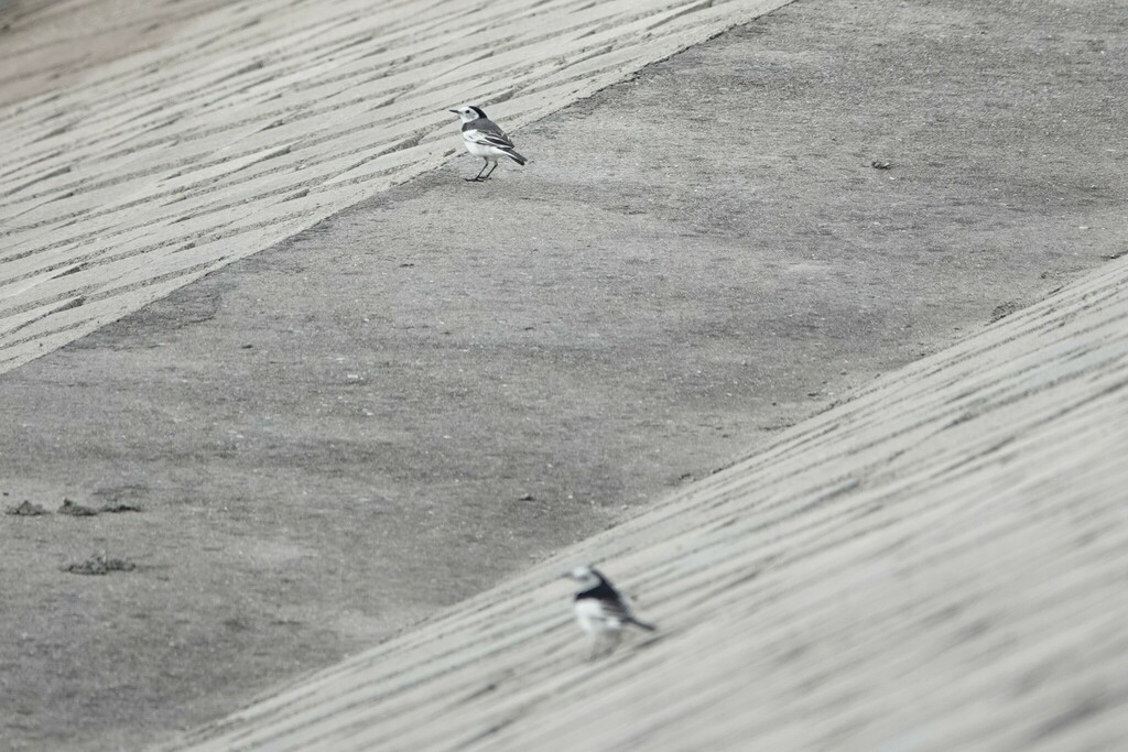 White Wagtail from Putuoshan, Putuo District, Zhoushan, Zhoushan ...