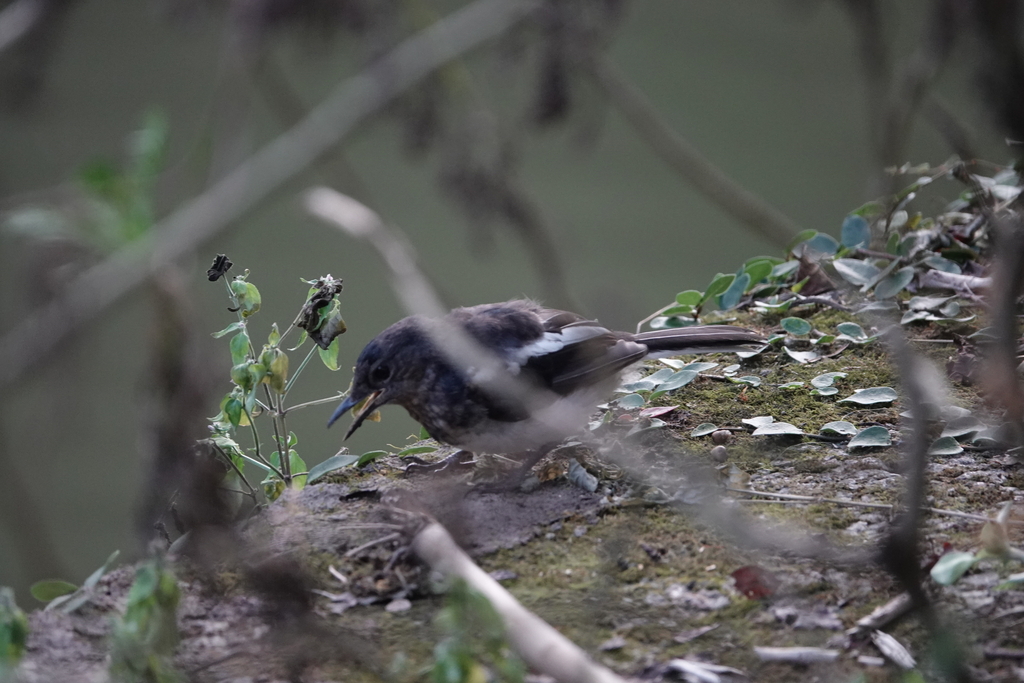Oriental Magpie-Robin from Putuoshan, Putuo District, Zhoushan ...