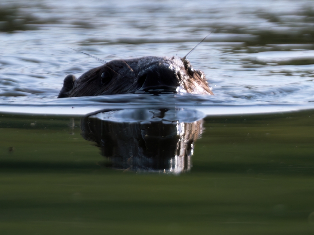 American Beaver from New Castle County, DE, USA on August 01, 2024 at ...