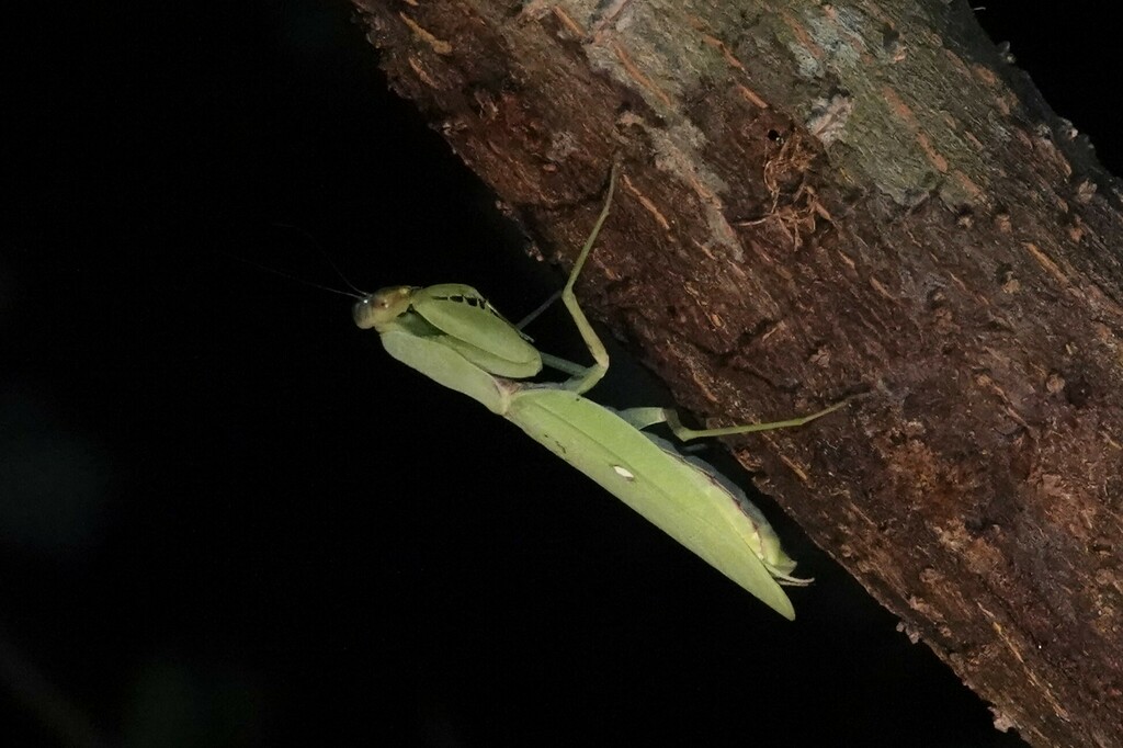 Giant Asian Mantis from Putuoshan, Putuo District, Zhoushan, Zhoushan ...