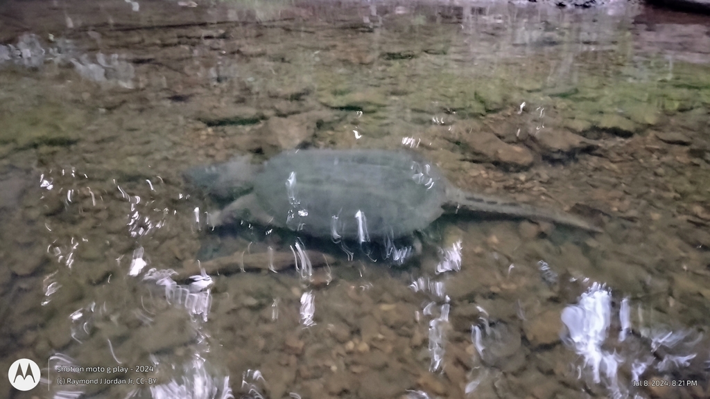 Common Snapping Turtle from Mt Airy, MD 21771, USA on July 8, 2024 at ...