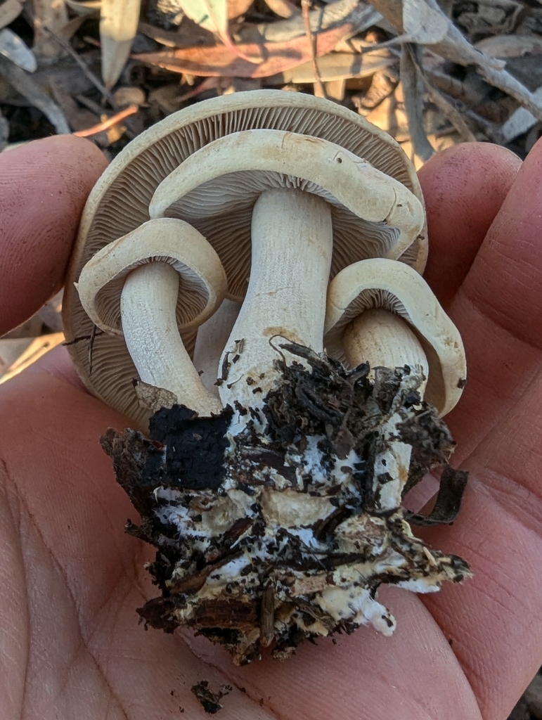 Mulch Fieldcap from Sanctuary Dr/Main Dr, Bundoora VIC 3083, Australia ...
