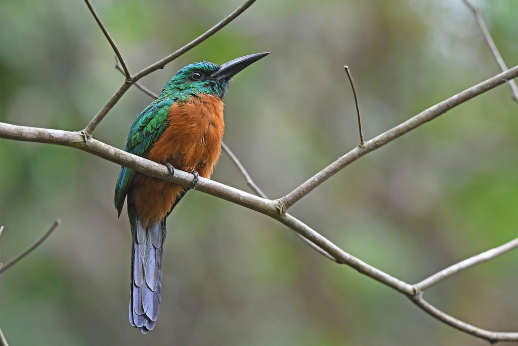 Jacamará Grande (GUÍA DE CAMPO DE AVES) · iNaturalist