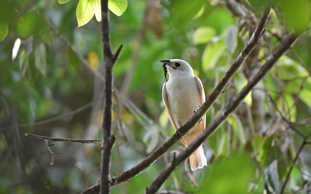 White Bellbird from Parauapebas - State of Pará, 68515-000, Brazil on ...