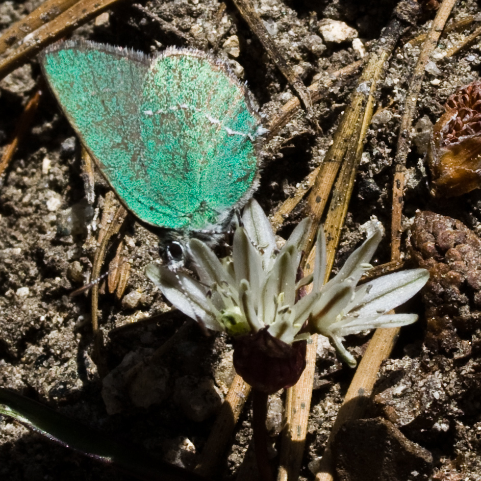 Sheridan's Hairstreak from California, United States on July 3, 2009 at ...