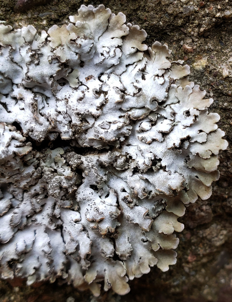 Frosted Lichens (Macrolichens Genera of the Pacific Northwest ...