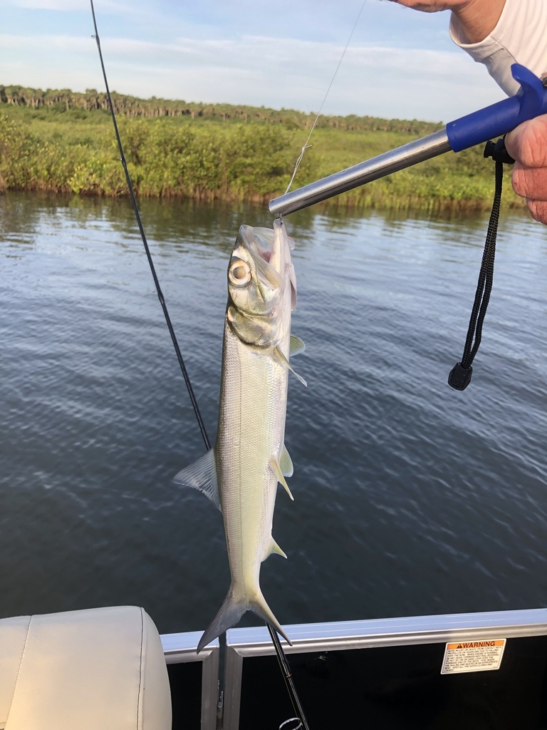 Ladyfish from Indian River North, Edgewater, FL, US on 10 July, 2019 at ...
