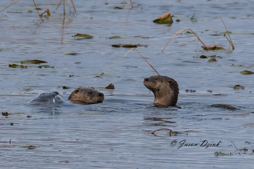 North American River Otter from Sherburne County, MN, USA on October 23 ...