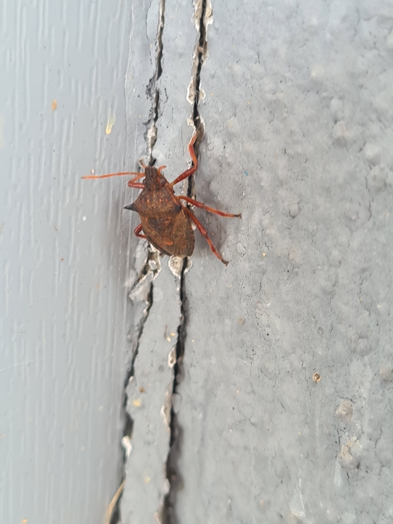 Spiny Shield Bug in October 2024 by Anne Schlösser · iNaturalist