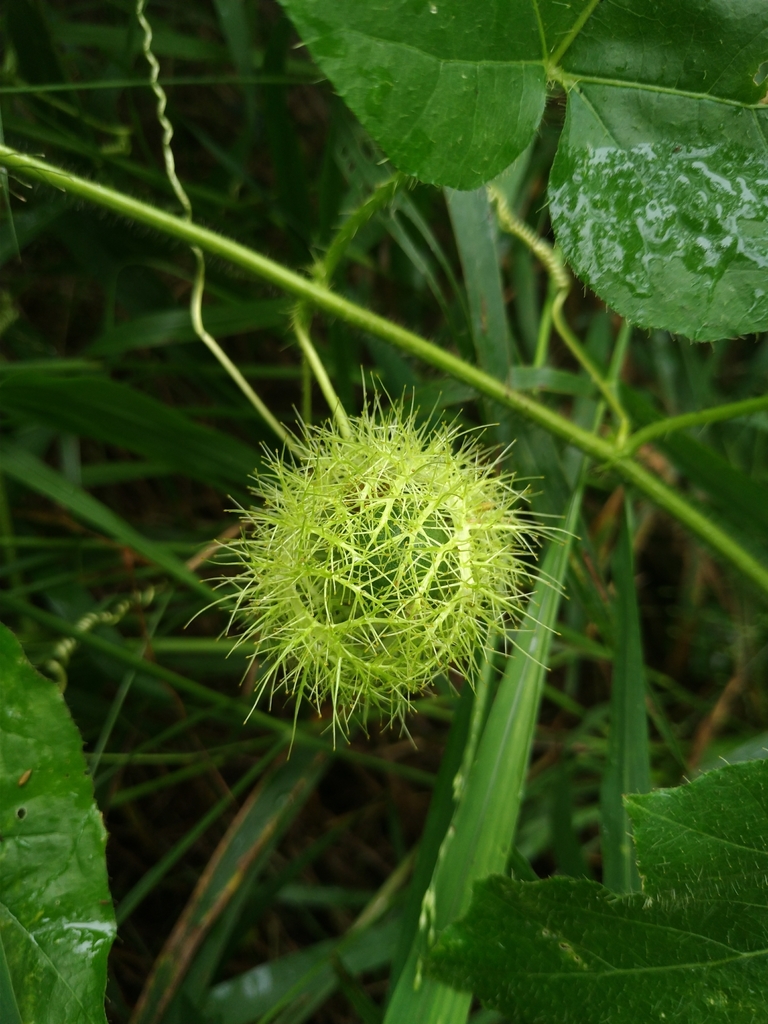 Passiflora vesicaria in July 2019 by 紫狸子 · iNaturalist