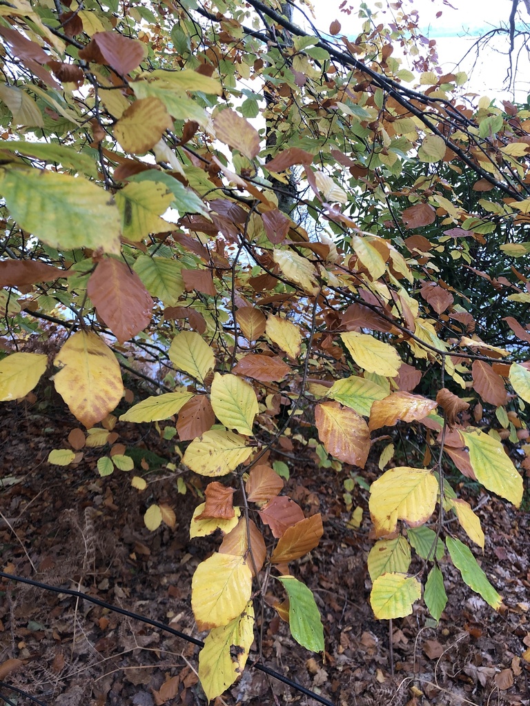 European beech from Stirling, Scotland, GB on October 25, 2024 at 11:24 ...