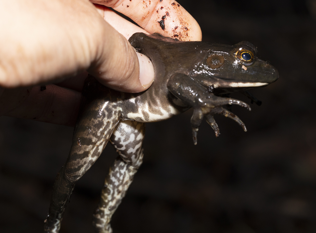 American Bullfrog from Glynn County, GA, USA on October 25, 2024 at 08: ...