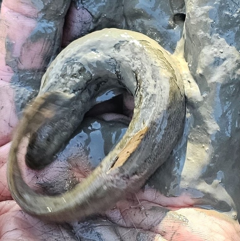 Oriental Weatherfish in October 2024 by rkluzco. Bizarre creature ...