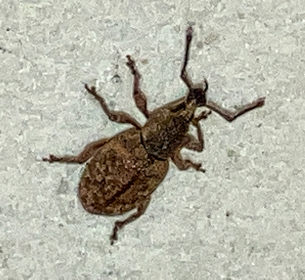 Clay-coloured Weevil from south end of Cortes Island, BC on September 3 ...