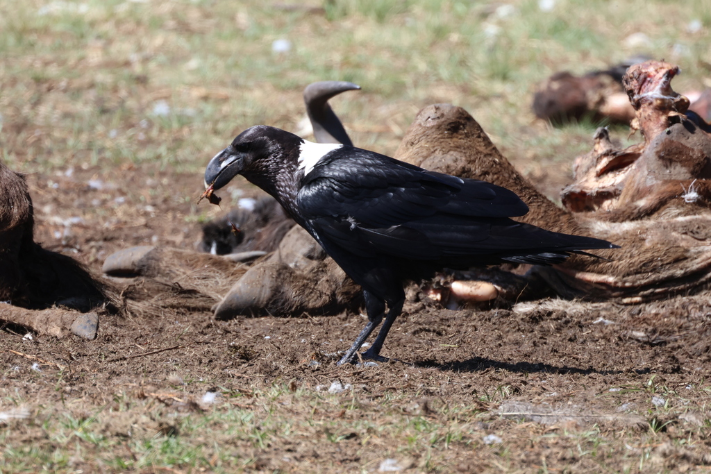 White-necked Raven from Thabo Mofutsanyana District Municipality, South ...