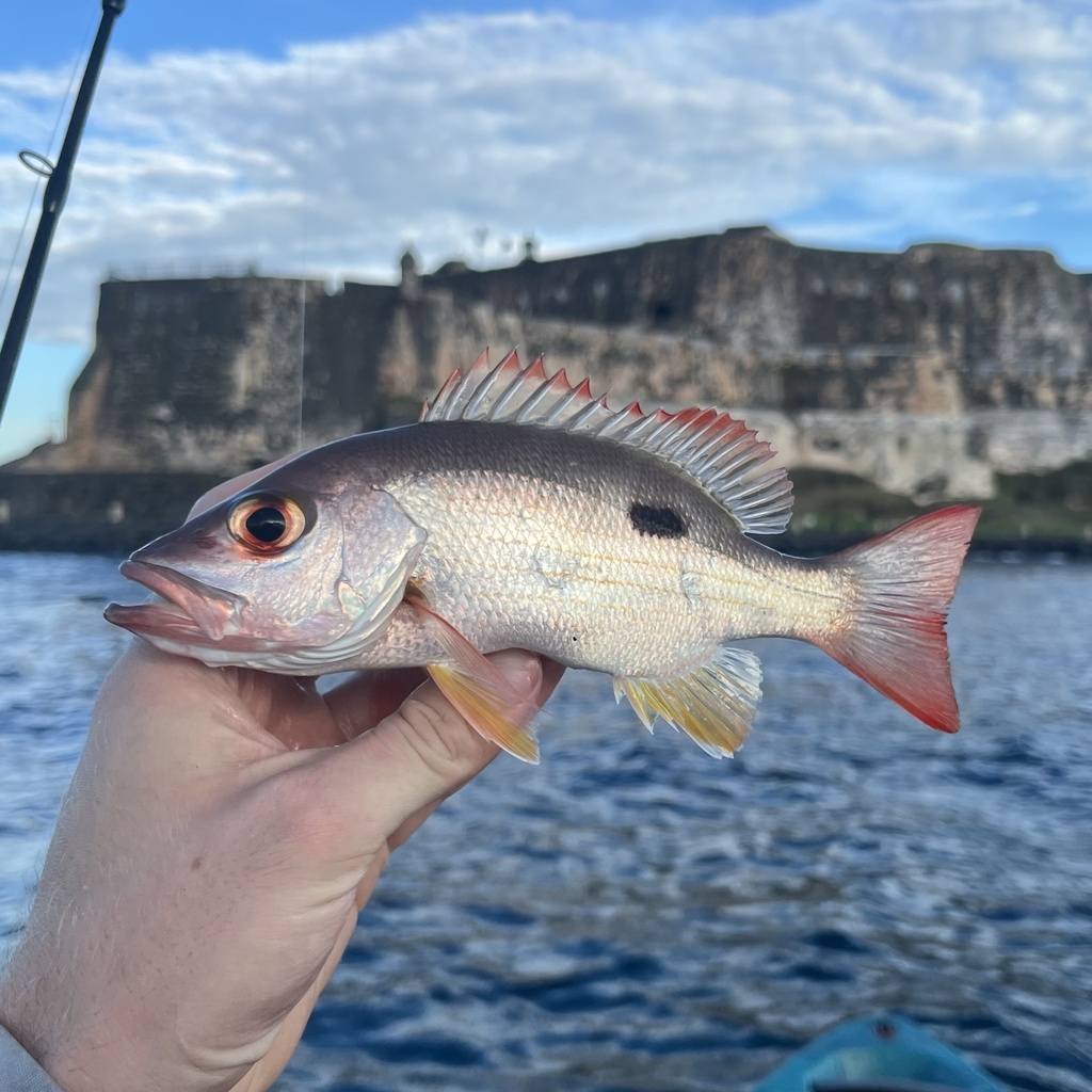 Mahogany Snapper from Bar Channel, San Juan, PR, US on October 24, 2024 at 05:00 PM by IHUNTA ...