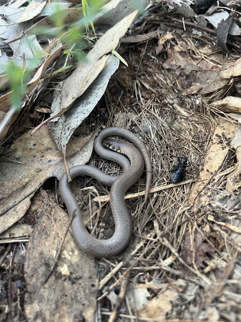 Leaden Delma from Yarrabin, NSW, AU on October 21, 2024 at 07:00 AM by ...