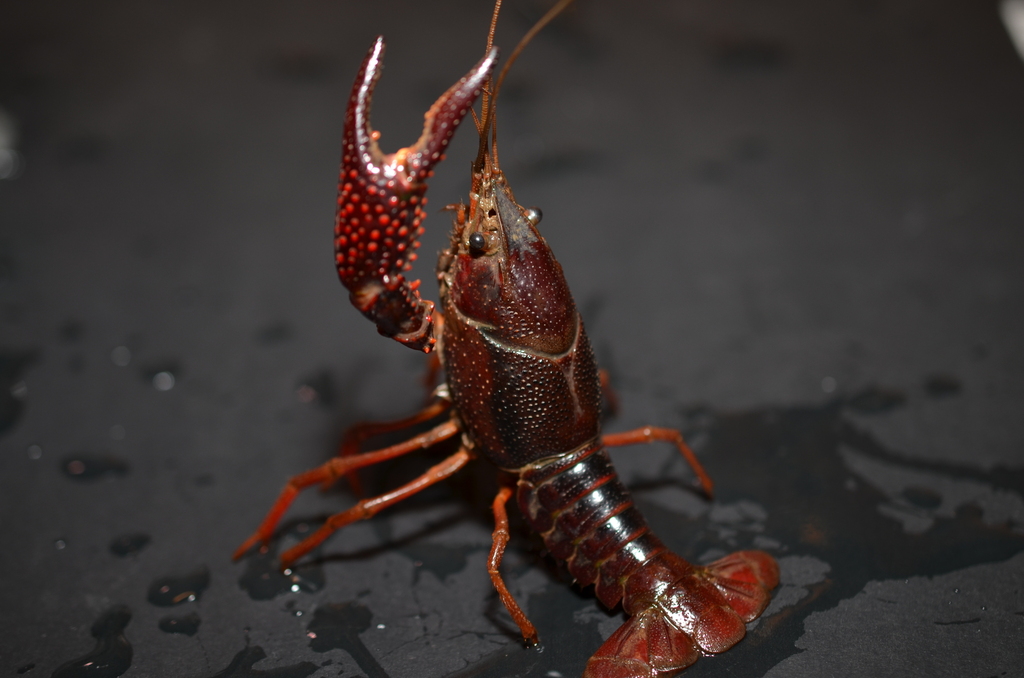 Red Swamp Crayfish in August 2024 by Sam Turner. Representing the first ...