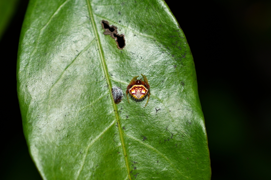 Two-spined spider from 139 LRD Emerald Beach NSW 2456, Australia on ...