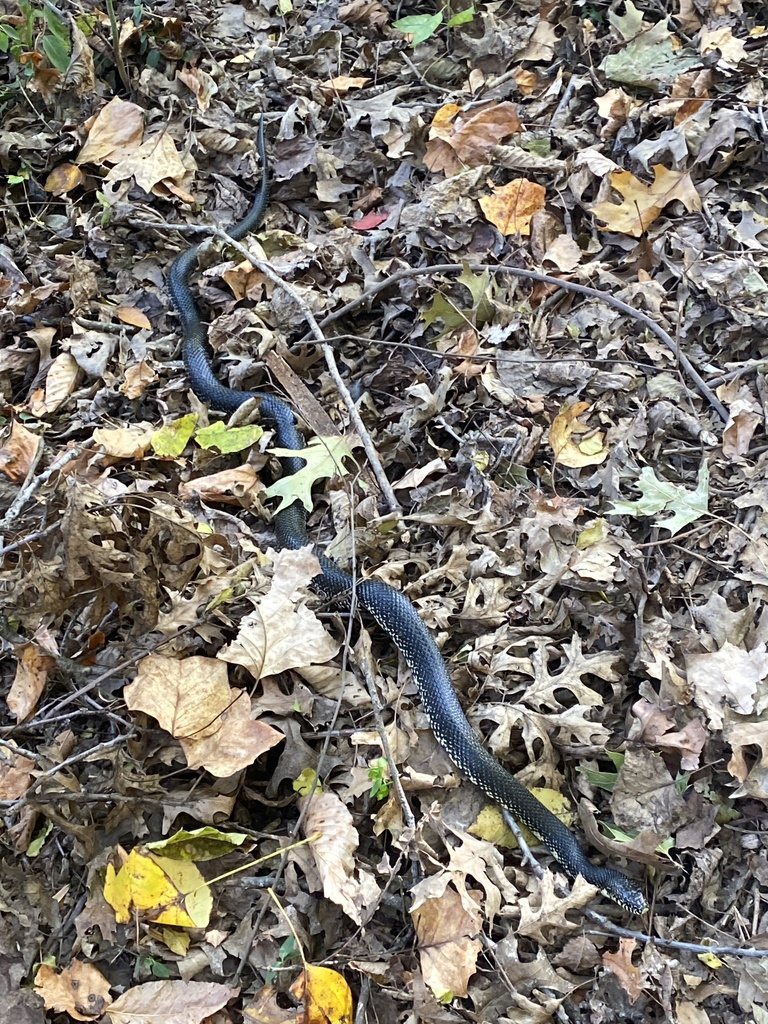 Black Kingsnake from Rebecca Pines Dr, Huntsville, AL, US on October 25 ...