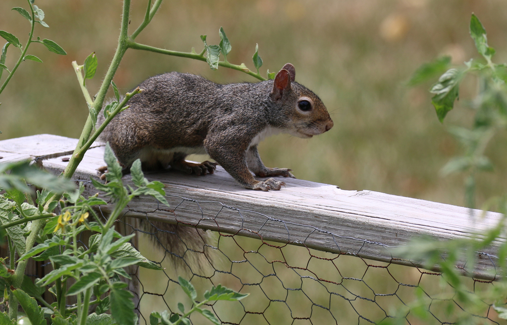 Eastern Gray Squirrel from 707 Ashton Way Cir, Eureka, MO 63025, USA on ...