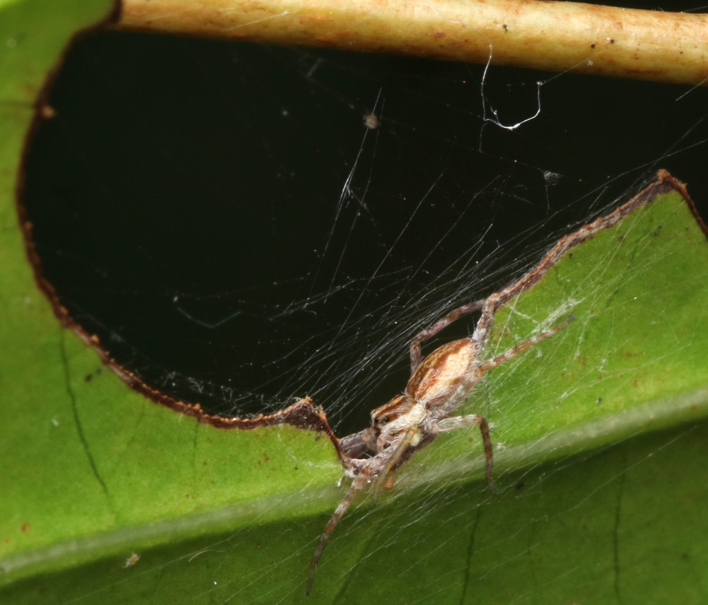 Megadolomedes trux in September 2024 by juliegraham173 · iNaturalist