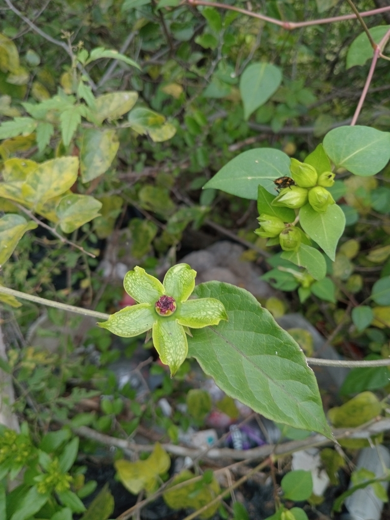 Gonolobus erianthus from 67834 N.L., México on October 23, 2024 at 09: ...